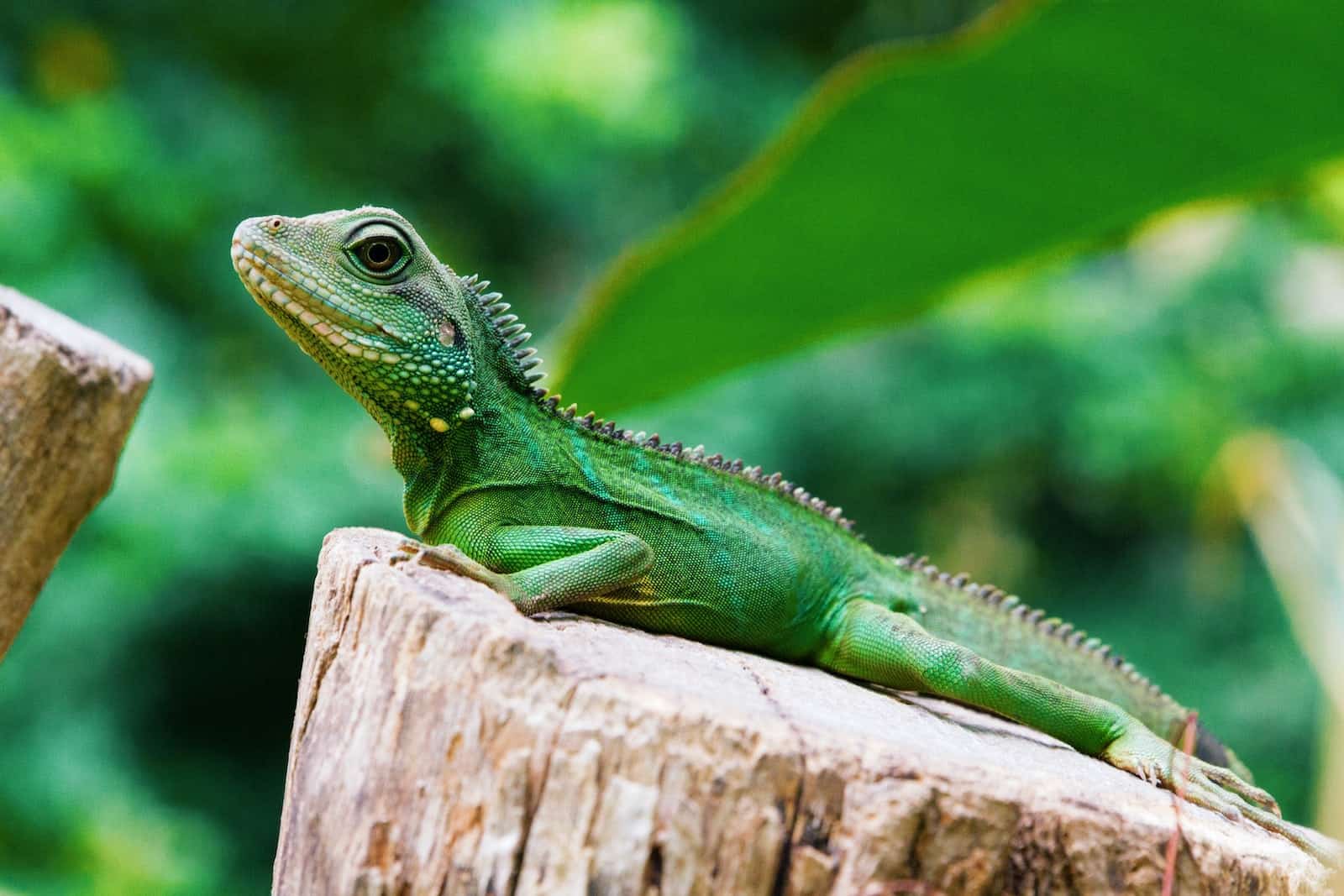 What Do Backyard Lizards Eat? (Interesting Facts) - Backyards Not Barnyards