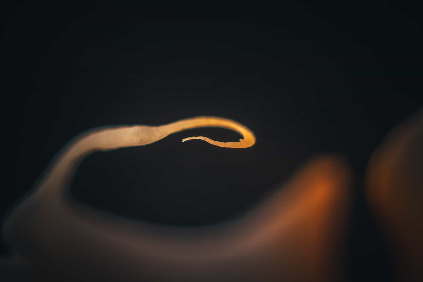 How to Get Whipworms Out of Yard (6 Ways) - Backyards Not Barnyards