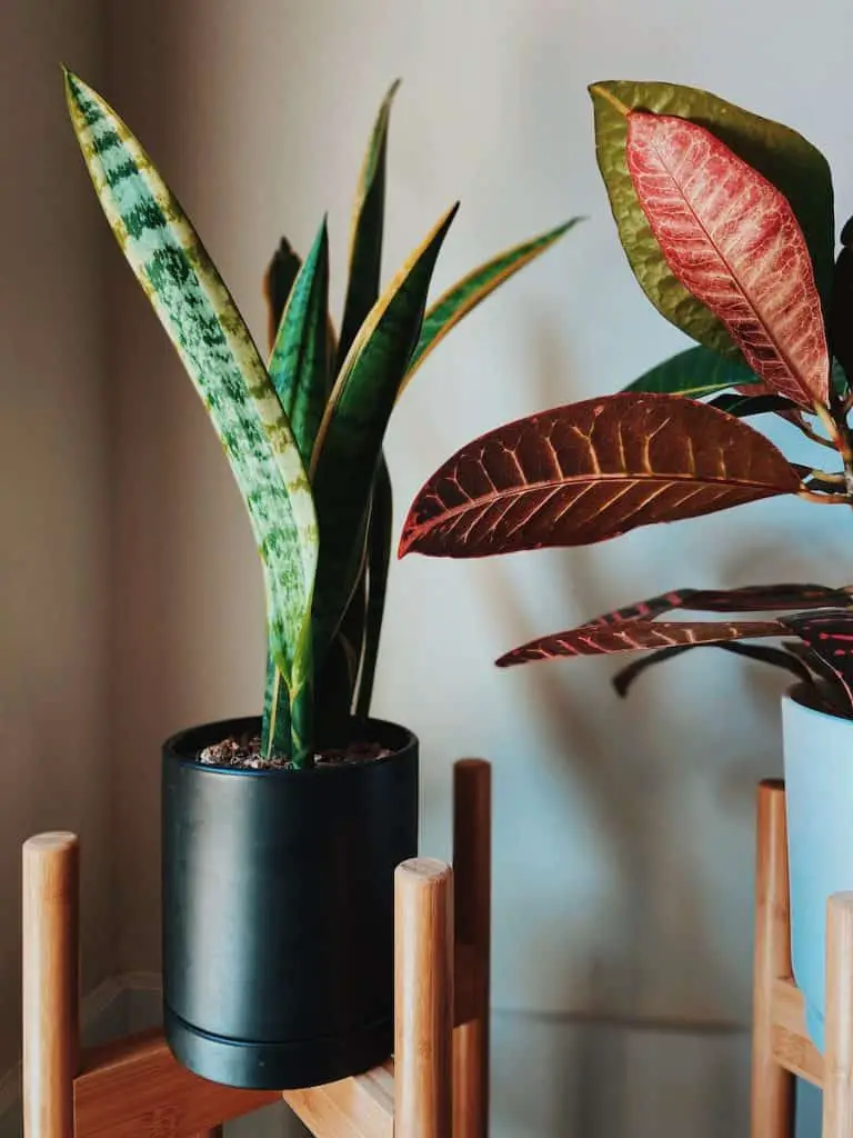 5 Ideas to Elevate Potted Plants in Your Garden - Backyards Not Barnyards