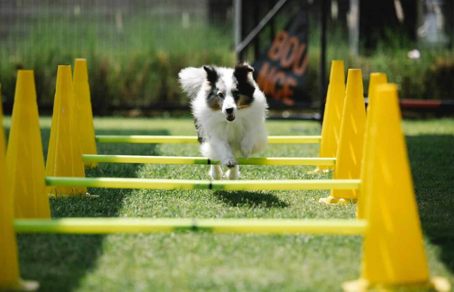 Backyard Obstacle Course for Dogs: Keeping Pets Active and Engaged ...