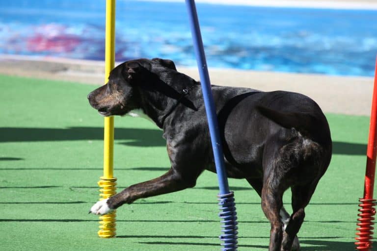 Backyard Obstacle Course for Dogs: Keeping Pets Active and Engaged ...
