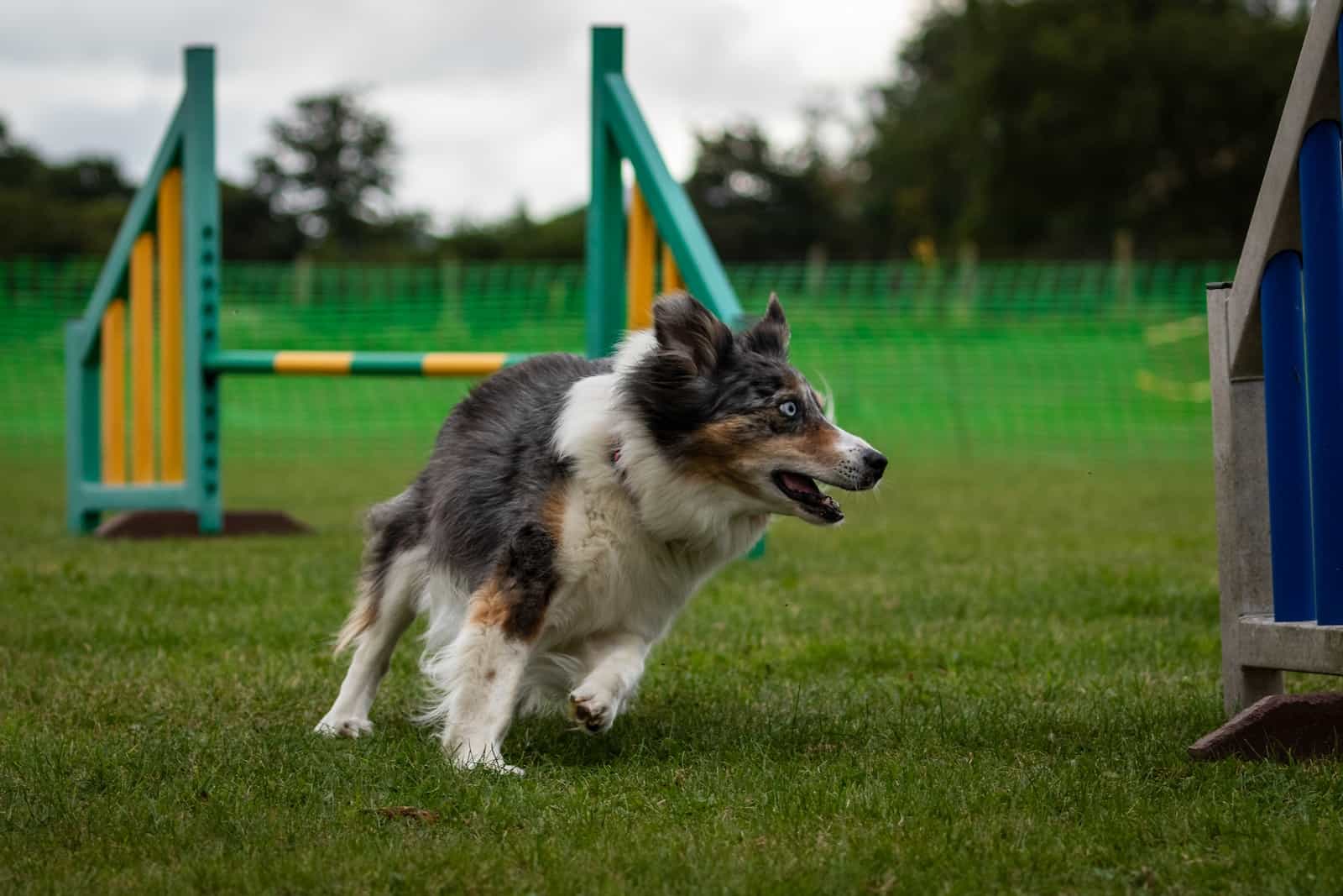 Backyard Obstacle Course for Dogs: Keeping Pets Active and Engaged ...