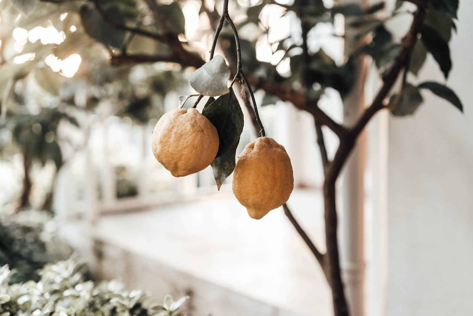 Backyard Citrus Orchard: Tangy Triumph at Home - Backyards Not Barnyards