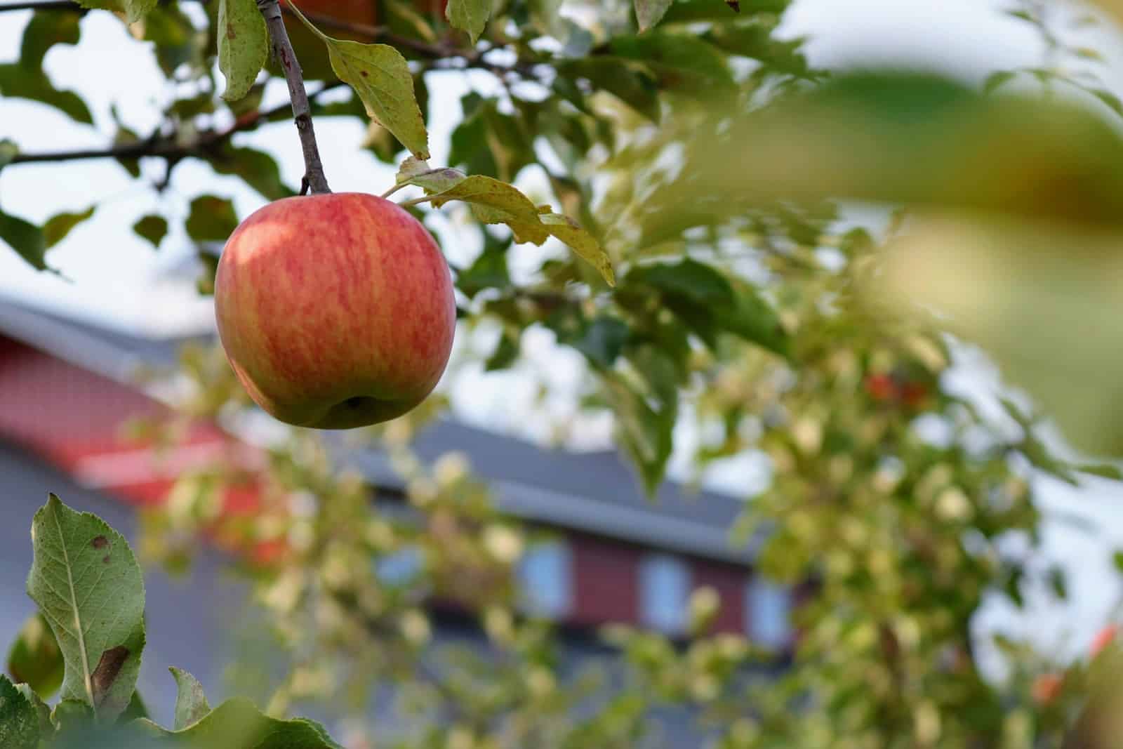 Growing Apple Trees at Home: Orchard in Your Yard - Backyards Not Barnyards