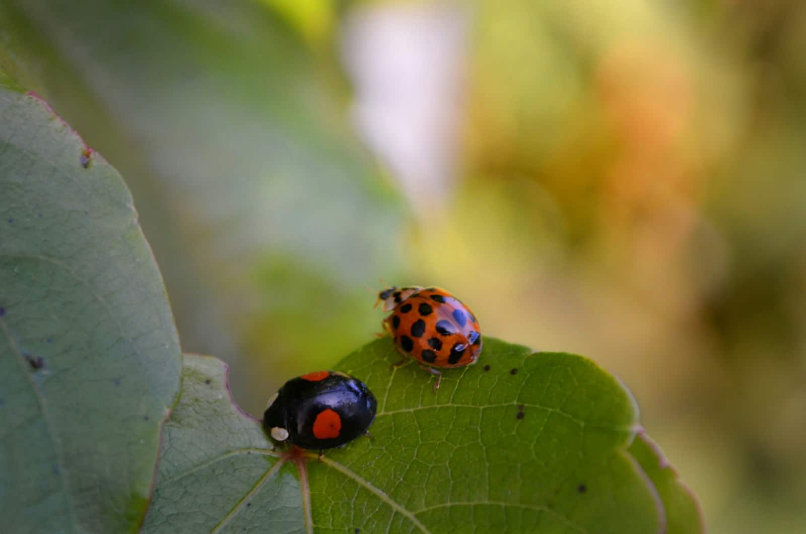 Attracting Ladybugs: Your Garden's Tiny Superheroes - Backyards Not ...